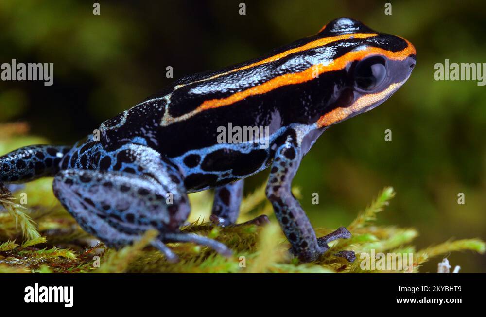 Reticulated Poison Frog (Ranitomeya ventrimaculata Stock Video Footage ...