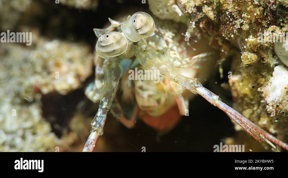 Bumptail Mantis Shrimp (Haptosquilla tuberosa) on Coral Reef Underwater ...