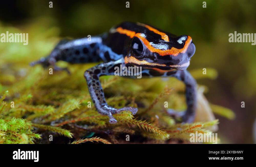 Reticulated Poison Frog (Ranitomeya ventrimaculata Stock Video Footage ...