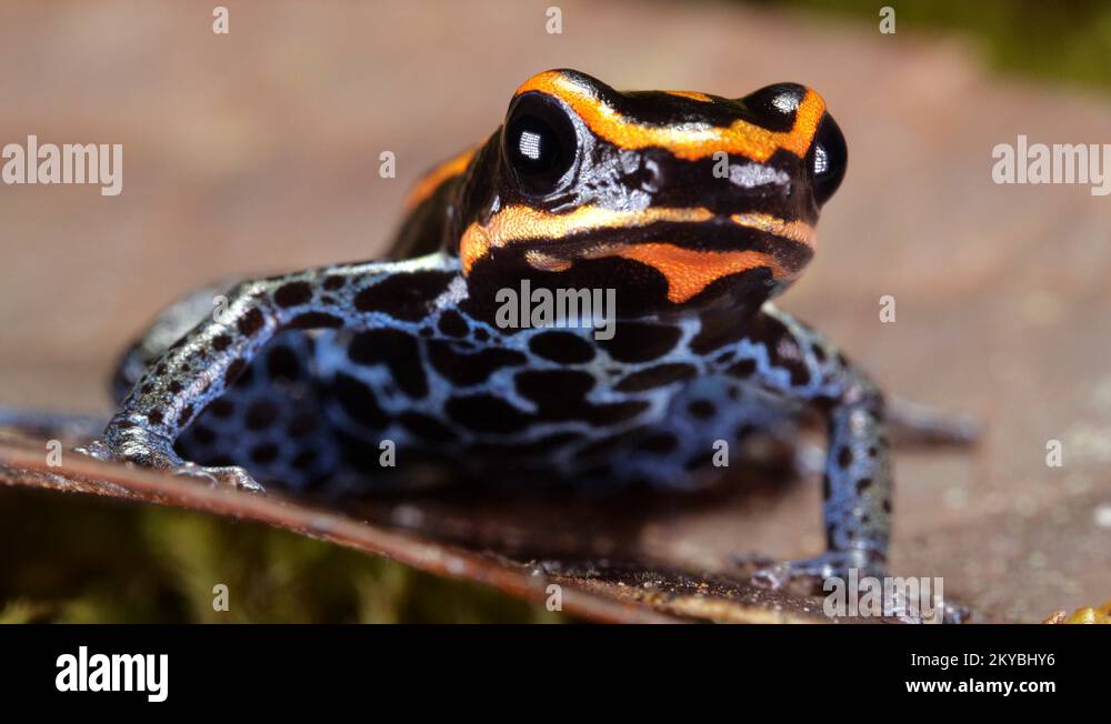Reticulated Poison Frog (Ranitomeya ventrimaculata Stock Video Footage ...