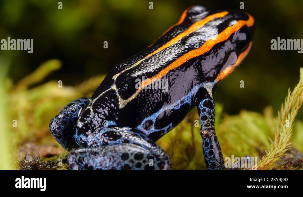 Reticulated Poison Frog (Ranitomeya ventrimaculata Stock Video Footage ...