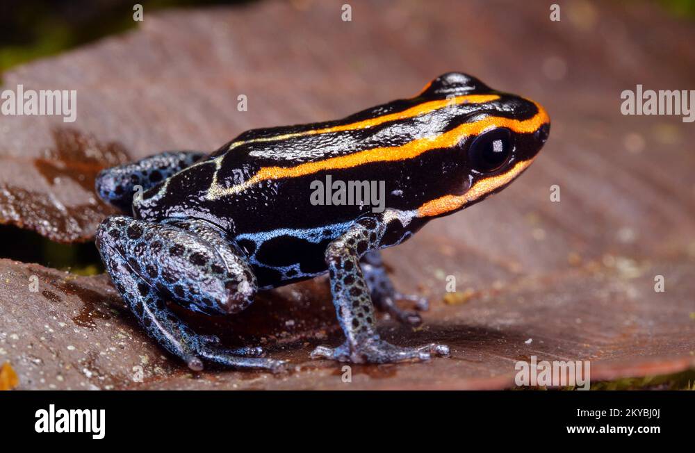 Reticulated Poison Frog (Ranitomeya ventrimaculata Stock Video Footage ...