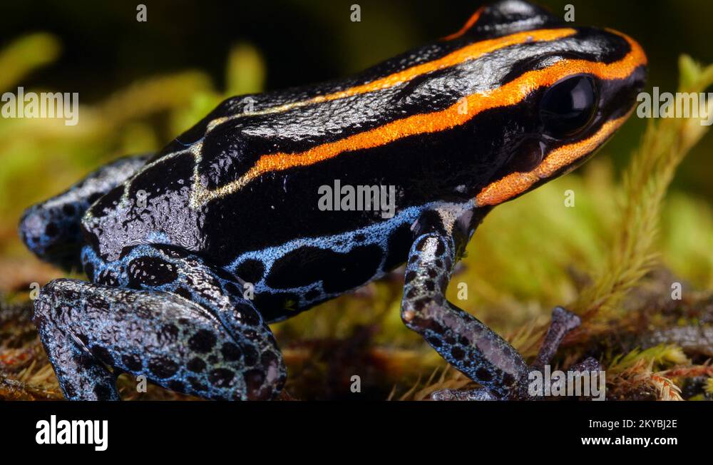 Reticulated Poison Frog (Ranitomeya ventrimaculata Stock Video Footage ...