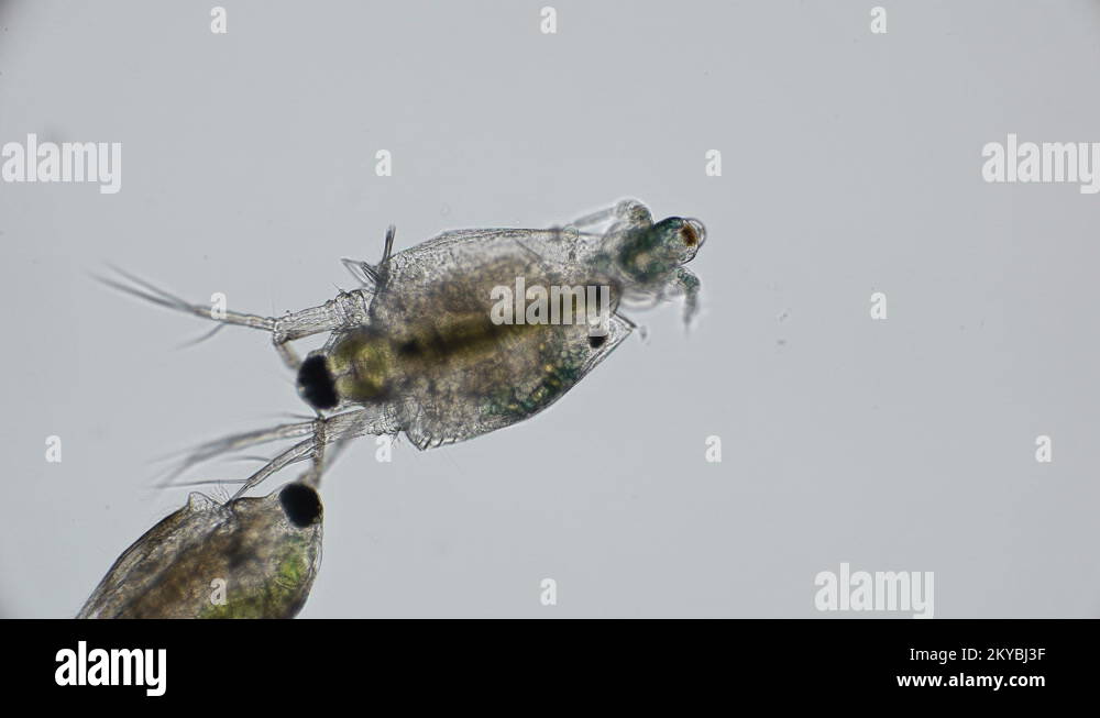 Birth chamber Stock Videos & Footage - HD and 4K Video Clips - Alamy