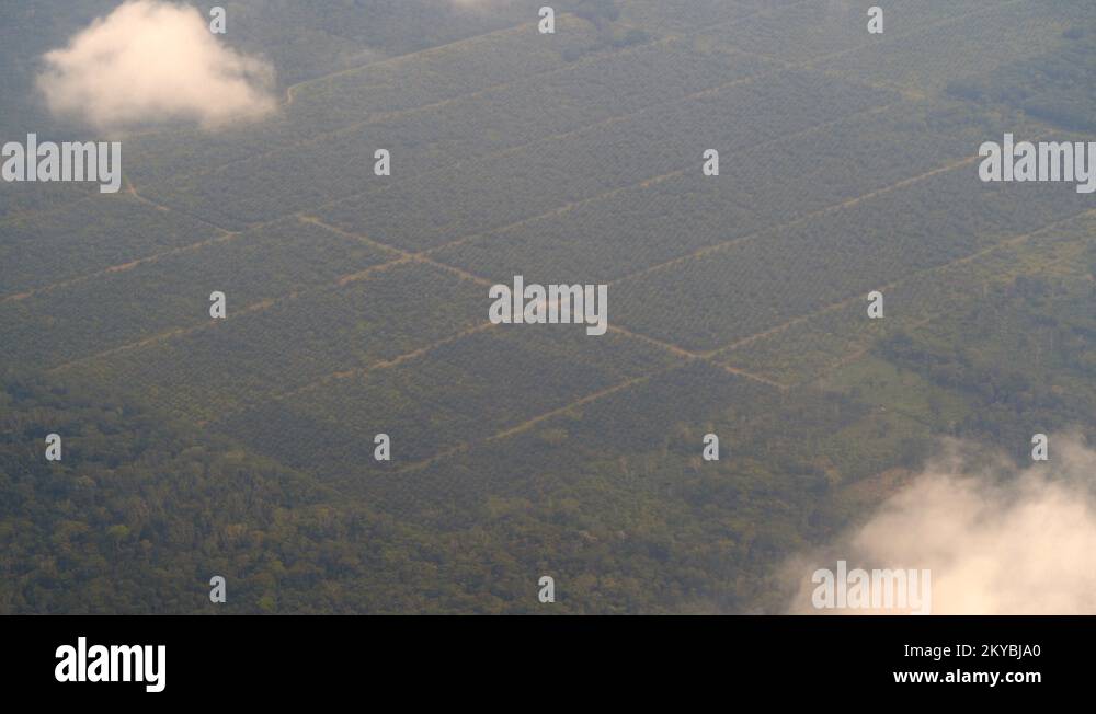 Palm oil amazon rainforest Stock Videos & Footage - HD and 4K Video ...