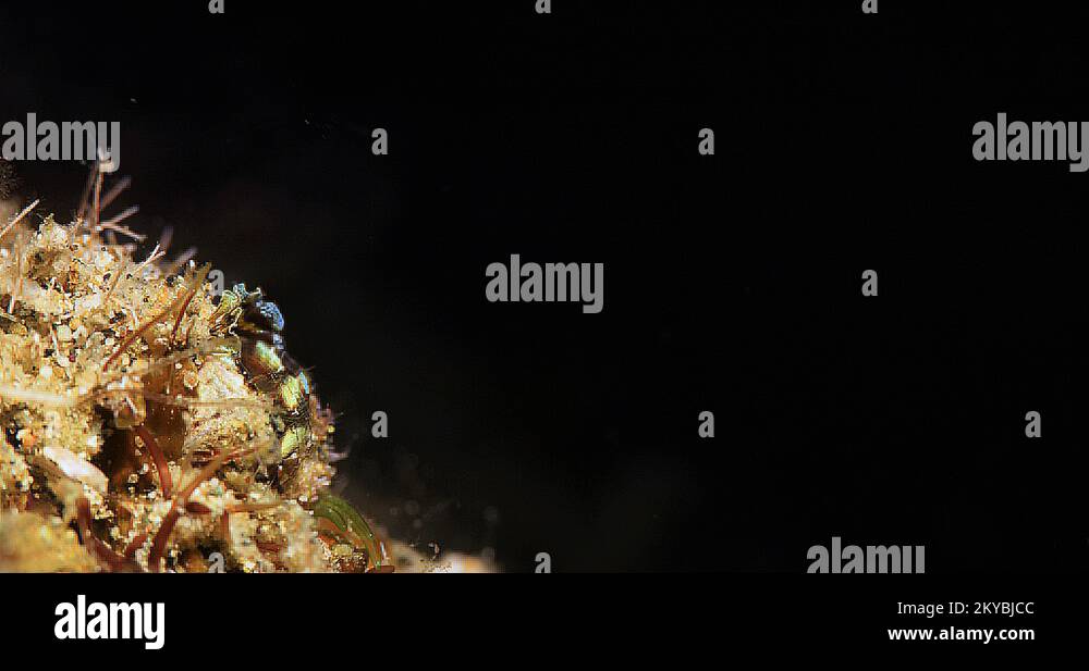 Coral Barnacle (Pyrogomatid barnacle) Underwater in Anilao Philippines ...