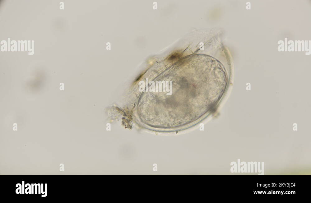 Creeping creatures Stock Videos & Footage - HD and 4K Video Clips - Alamy