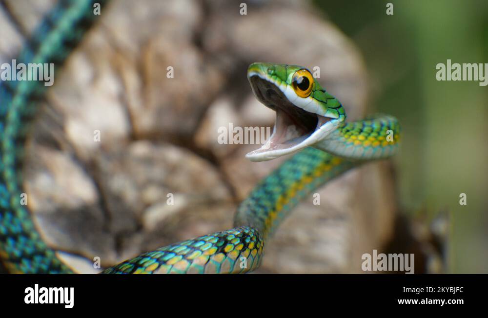 Parrot Snake (Leptophis ahaetulla) opens its mouth in a threat display ...