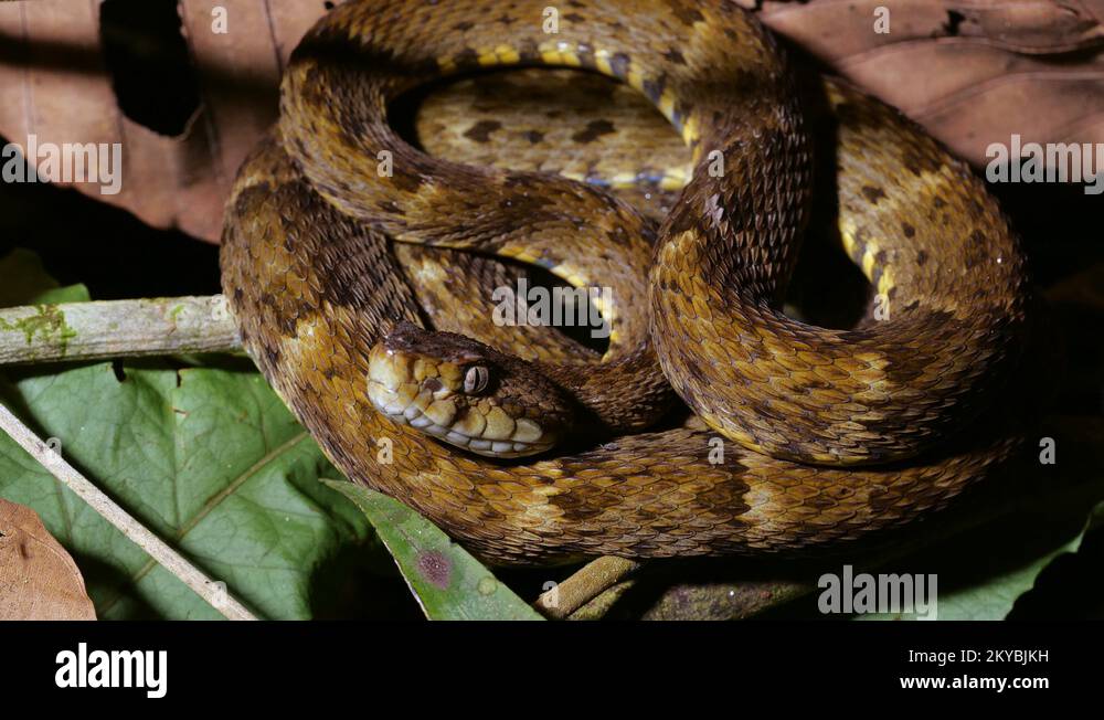 Fer de lance viper Stock Videos & Footage - HD and 4K Video Clips - Alamy