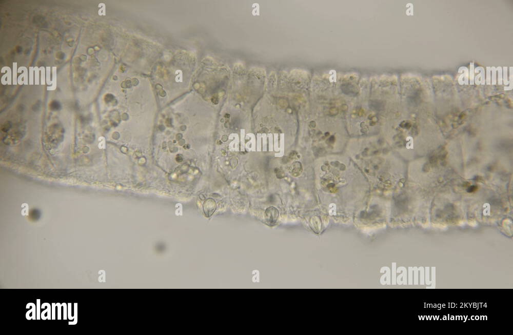 Hydra microscope Stock Videos & Footage - HD and 4K Video Clips - Alamy