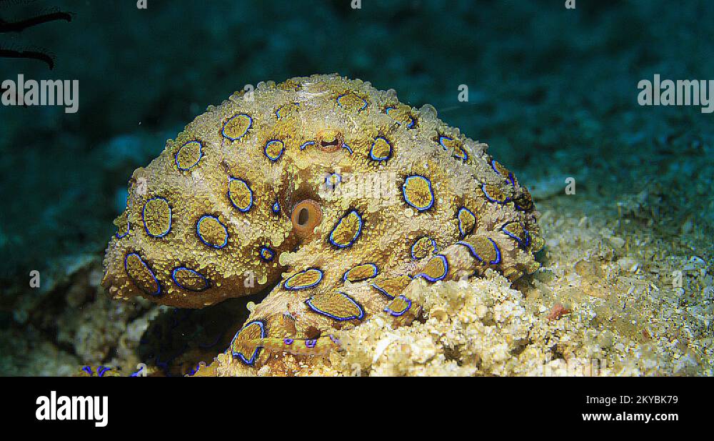 Greater Blue Ringed Octopus (Hapalochlaena lunulata) Underwater on a ...
