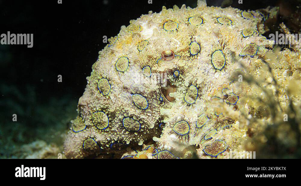Greater Blue Ringed Octopus (Hapalochlaena lunulata) Underwater on a ...