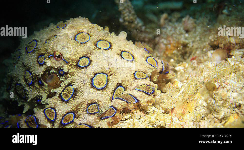 Greater Blue Ringed Octopus (Hapalochlaena lunulata) Underwater on a ...