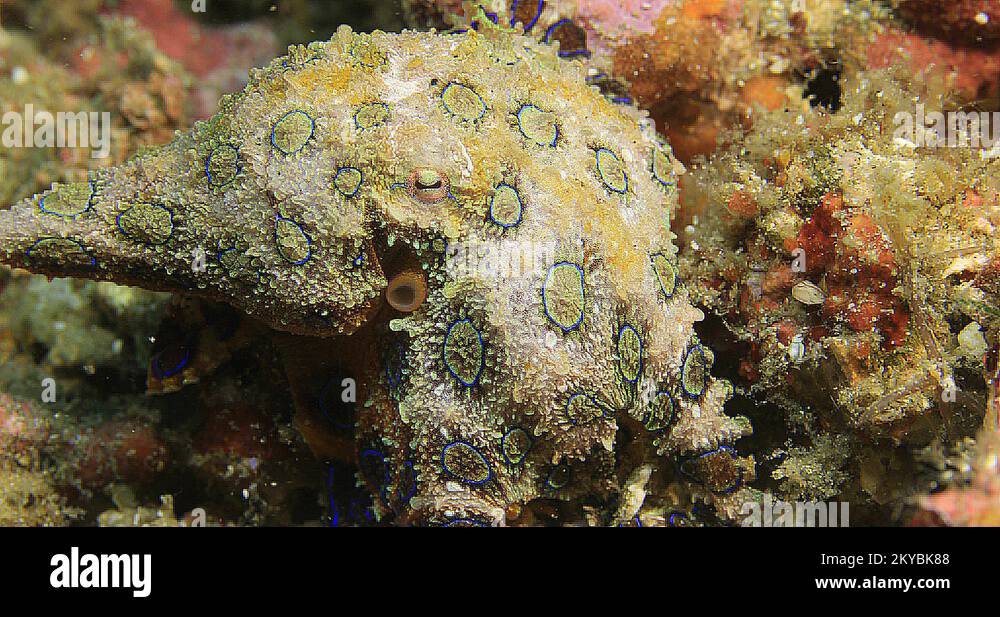 Greater Blue Ringed Octopus (Hapalochlaena lunulata) Underwater on a ...