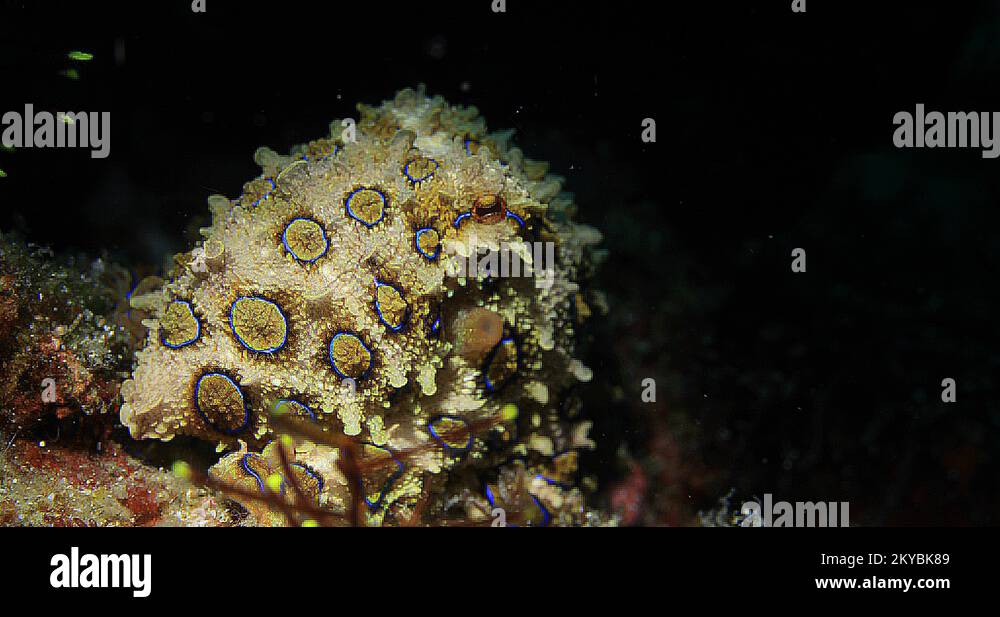 Greater Blue Ringed Octopus (Hapalochlaena lunulata) Underwater on a ...