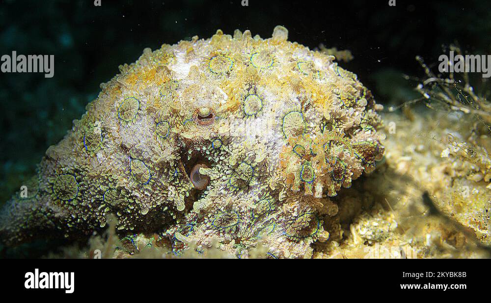 Greater Blue Ringed Octopus (Hapalochlaena lunulata) Underwater on a ...