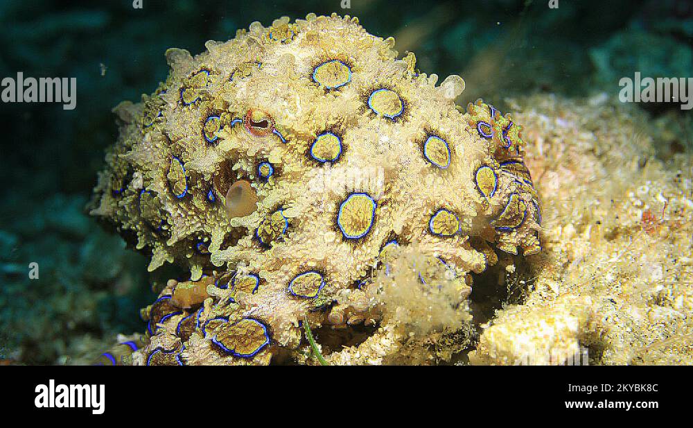 Greater Blue Ringed Octopus (Hapalochlaena lunulata) Underwater on a ...