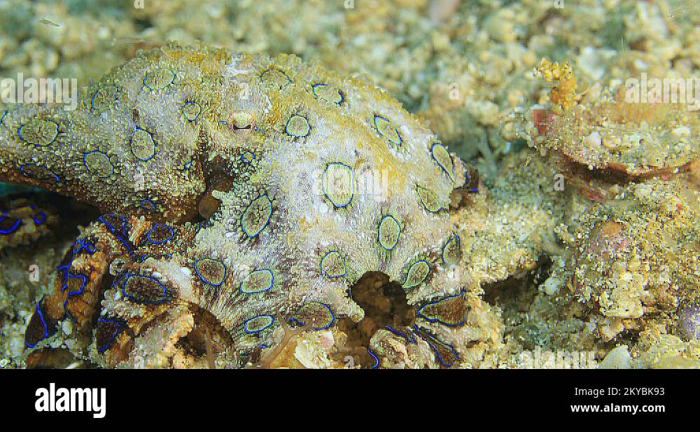 Greater Blue Ringed Octopus (Hapalochlaena lunulata) Underwater on a ...