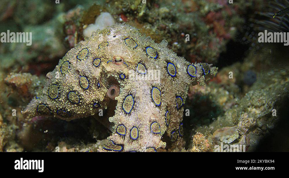 Greater Blue Ringed Octopus (Hapalochlaena lunulata) Underwater on a ...