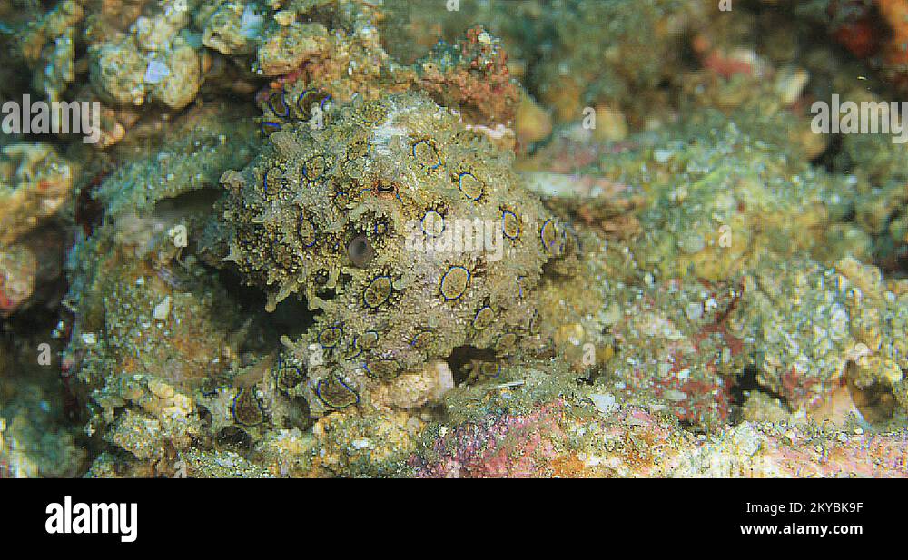 Greater Blue Ringed Octopus (Hapalochlaena lunulata) Underwater on a ...