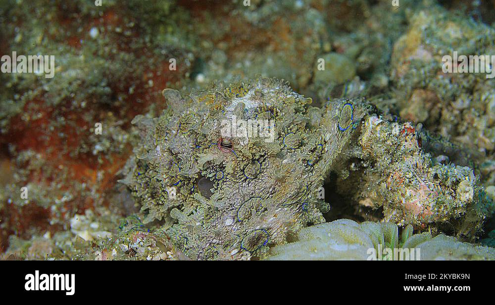 Greater Blue Ringed Octopus (Hapalochlaena lunulata) Underwater on a ...