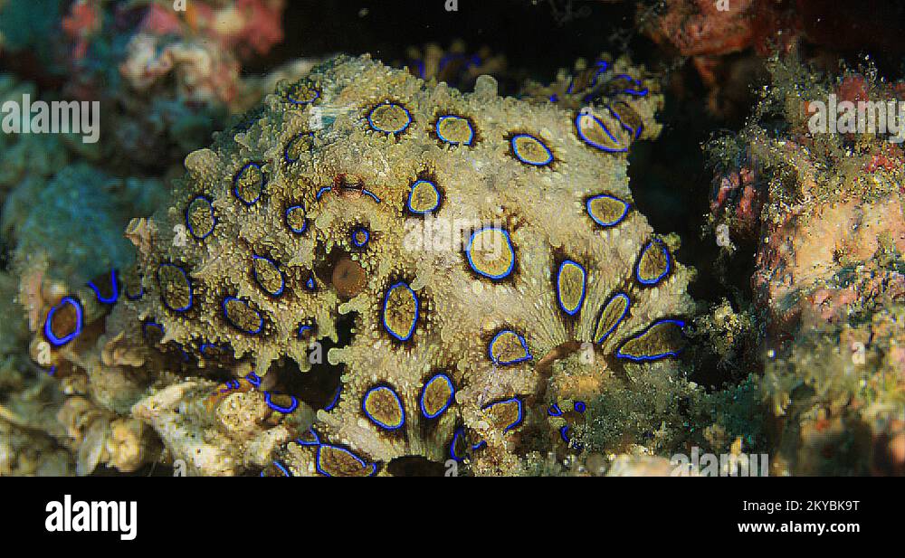 Greater Blue Ringed Octopus (Hapalochlaena lunulata) Underwater on a ...