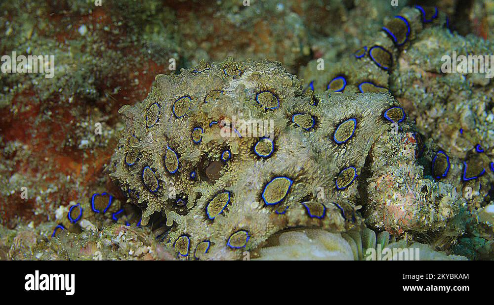 Greater Blue Ringed Octopus (Hapalochlaena lunulata) Underwater on a ...