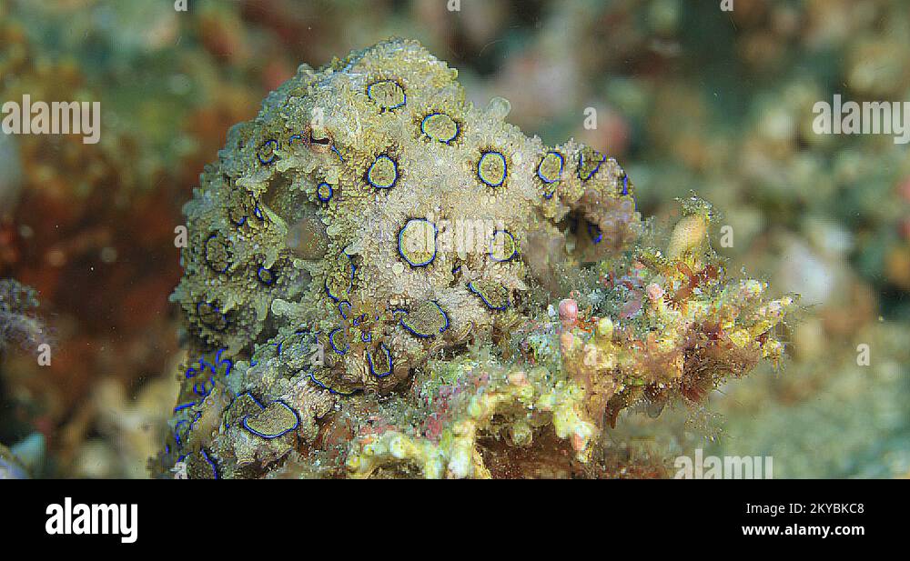 Greater Blue Ringed Octopus (Hapalochlaena lunulata) Underwater on a ...