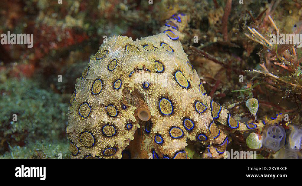 Greater Blue Ringed Octopus (Hapalochlaena lunulata) Underwater on a ...
