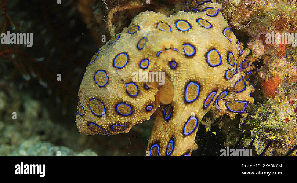 Greater Blue Ringed Octopus (Hapalochlaena lunulata) Underwater on a ...