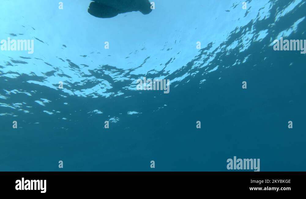 Dugong swim under surface in the blue water (Dugong or Sea Cow, Dugong ...