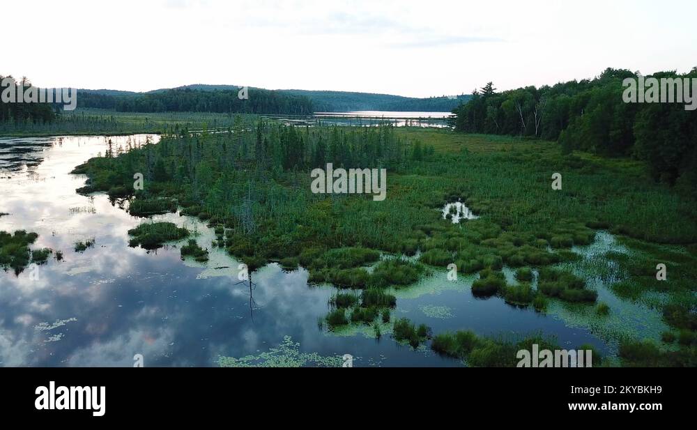 Alpine ecosystem Stock Videos & Footage - HD and 4K Video Clips - Alamy