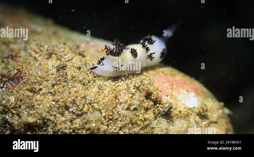 Funeral Jorunna Nudibranch (Jorunna funebris) Sea Slug Underwater Stock ...