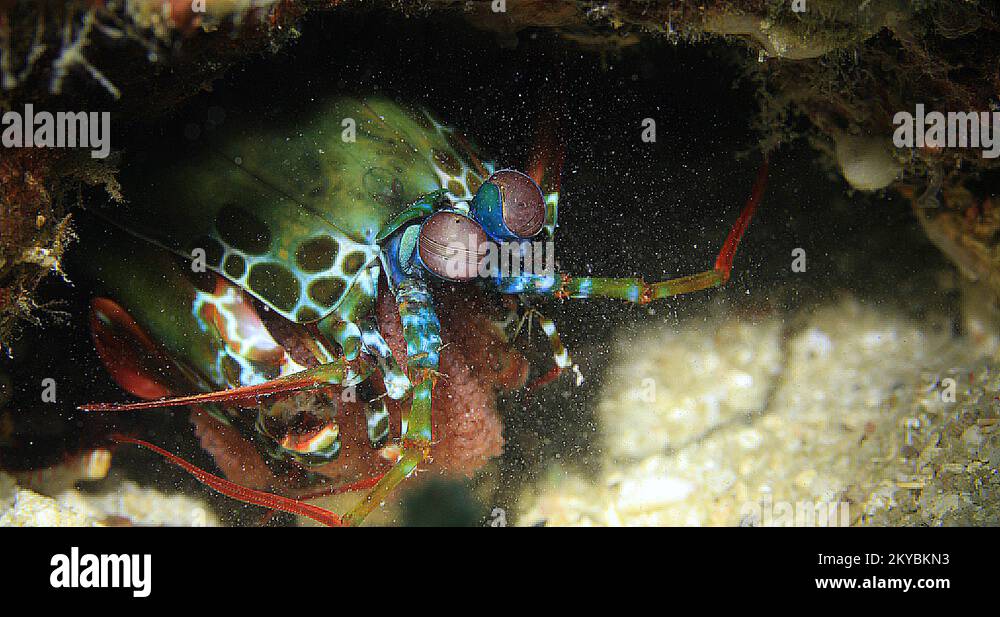 Peacock Mantis Shrimp (Odontodactylus scyllarus) with eggs Underwater ...