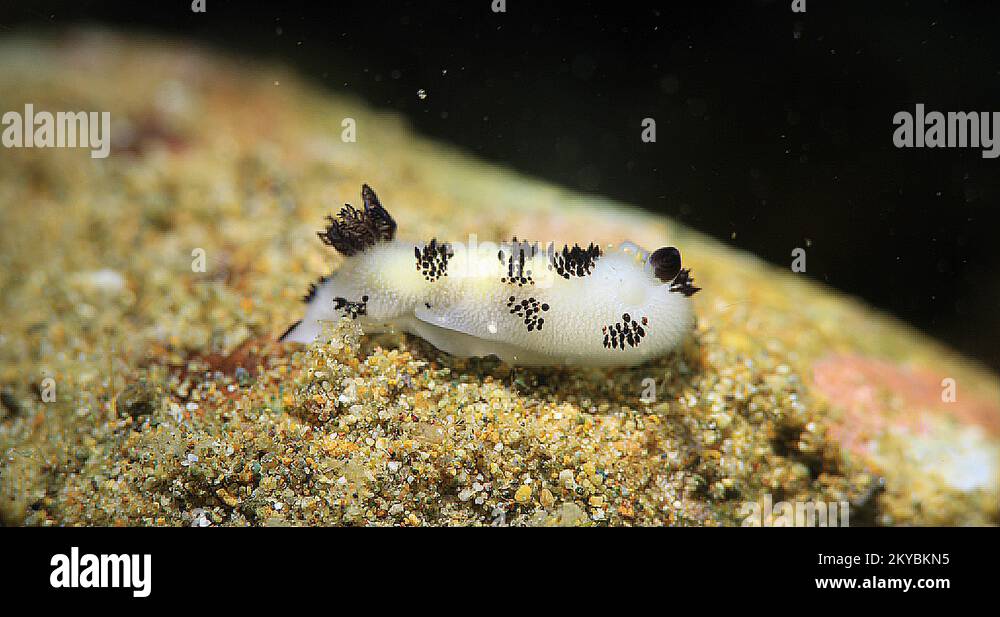 Funeral Jorunna Nudibranch (Jorunna funebris) Sea Slug Underwater Stock ...
