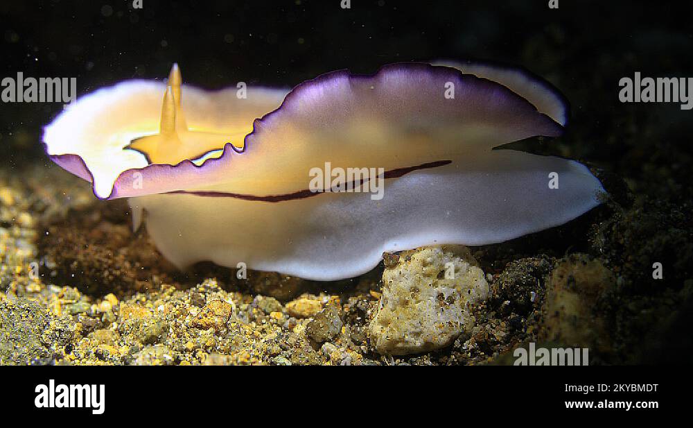 Co's Goniobranchus Nudibranch (Goniobranchus coi) Sea Slug Underwater ...