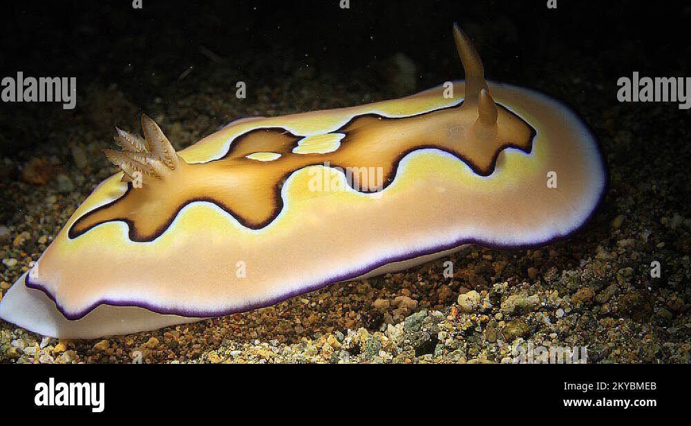 Co's Goniobranchus Nudibranch (Goniobranchus coi) Sea Slug Underwater ...
