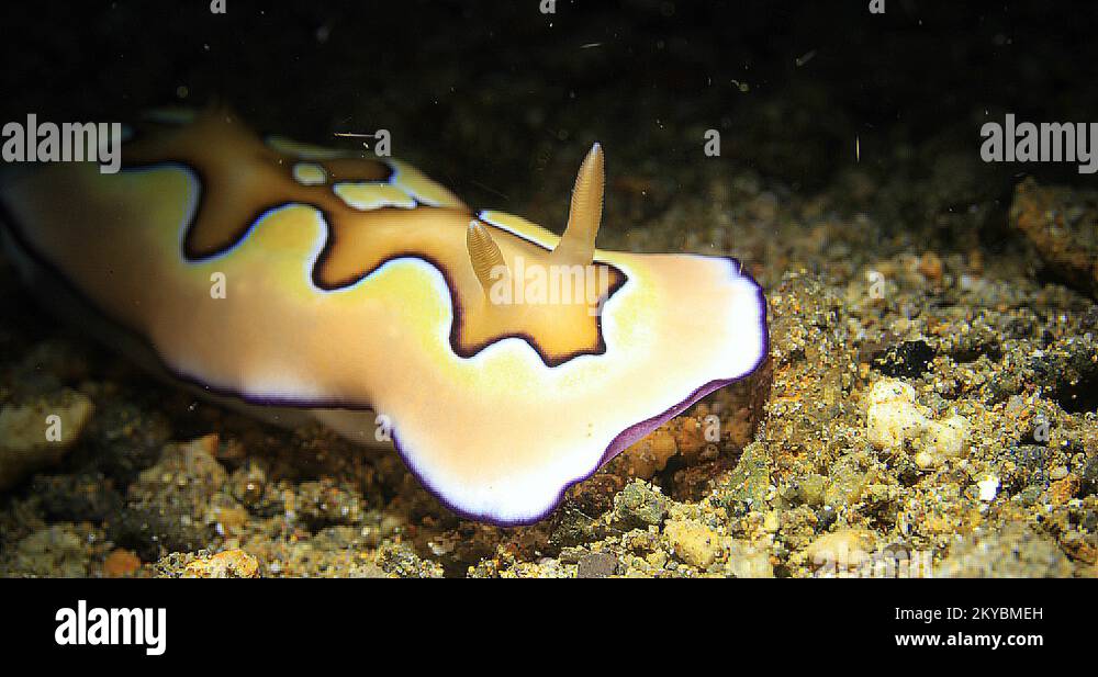 Co's Goniobranchus Nudibranch (Goniobranchus coi) Sea Slug Underwater ...