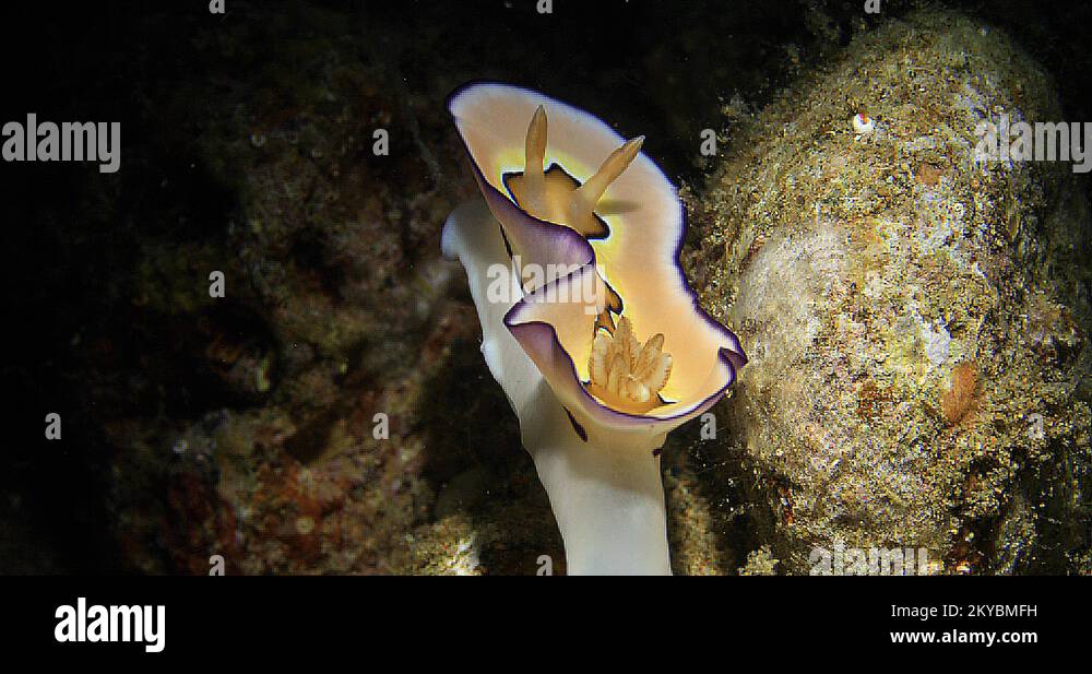 Co's Goniobranchus Nudibranch (Goniobranchus coi) Sea Slug Underwater ...