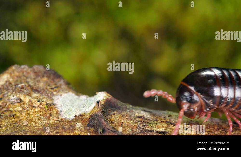 Millipede species Stock Videos & Footage - HD and 4K Video Clips - Alamy
