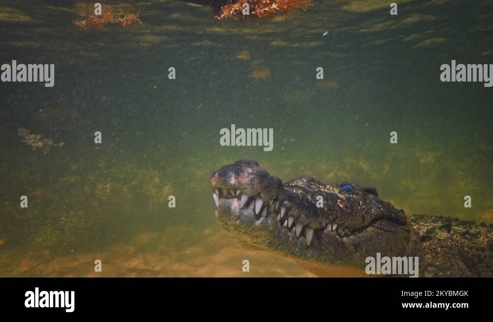 American alligator Saltwater crocodile underwater, 4k extreme Stock ...