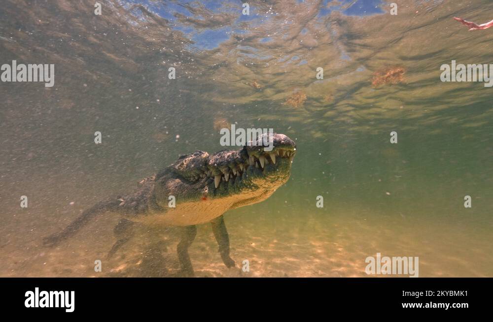 American alligator Saltwater crocodile underwater, 4k extreme Stock ...