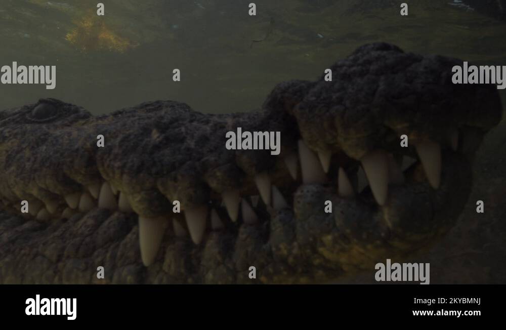 American alligator Saltwater crocodile underwater, 4k extreme Stock ...