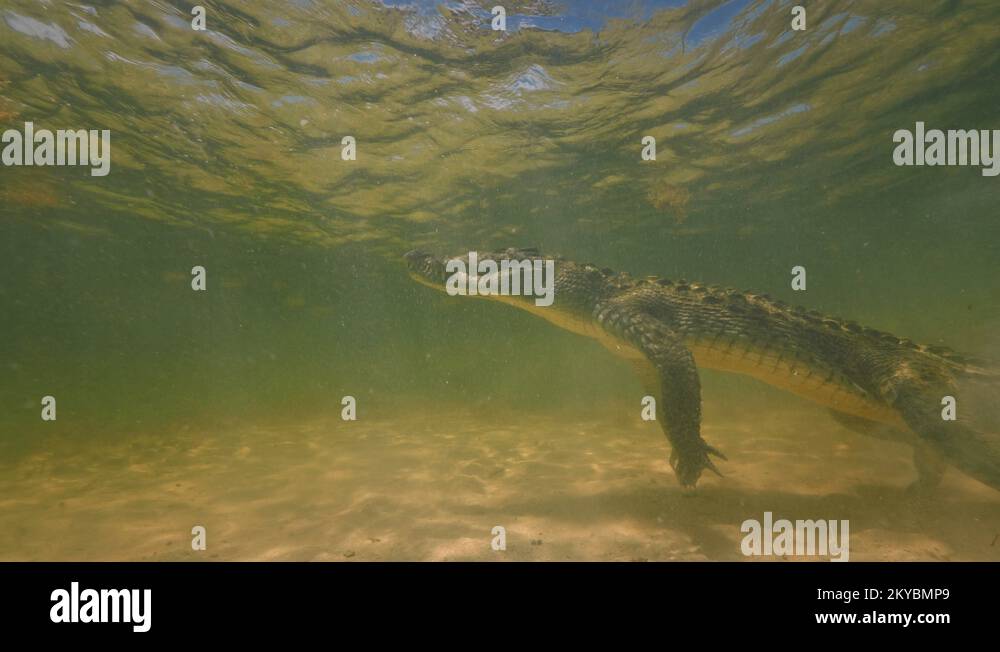 American alligator Saltwater crocodile underwater, 4k extreme Stock ...