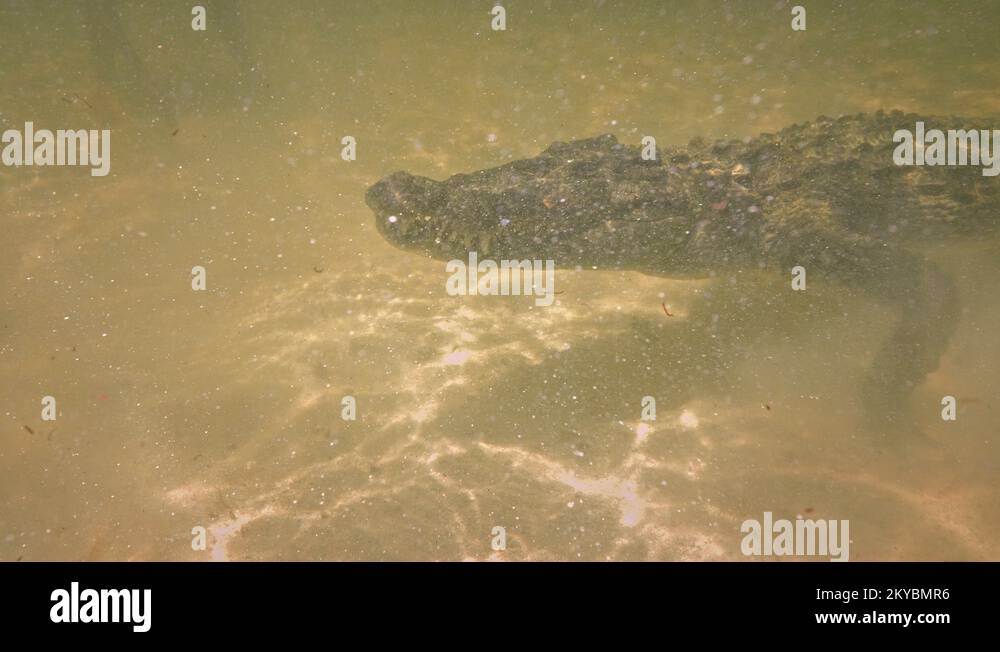 American alligator Saltwater crocodile underwater, 4k extreme Stock ...