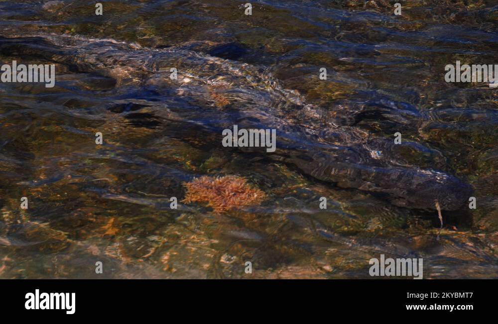 American alligator Saltwater crocodile underwater, 4k extreme Stock ...