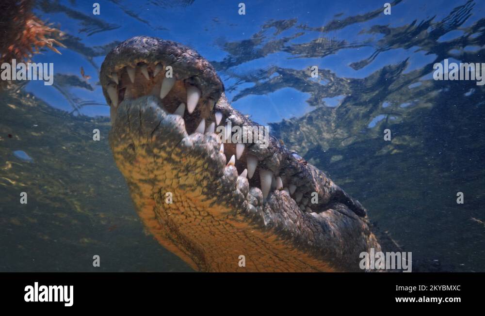 American alligator Saltwater crocodile underwater, 4k extreme Stock ...