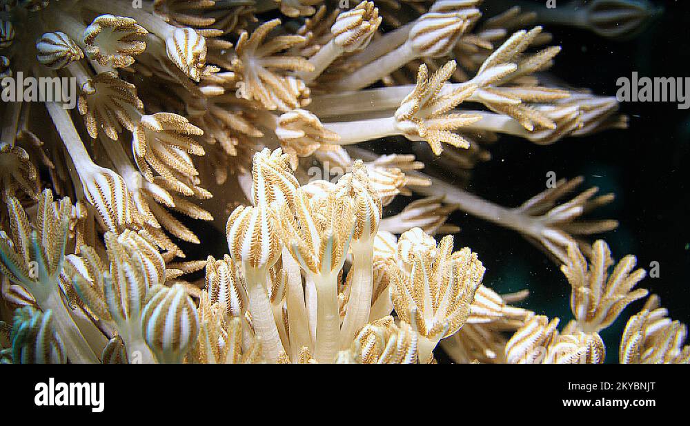 Pulsing Xenia Coral (Heteroxenia fuscescens) Underwater in Anilao ...