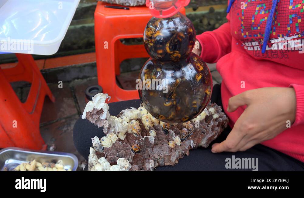 Fermented liquor Stock Videos & Footage - HD and 4K Video Clips - Alamy