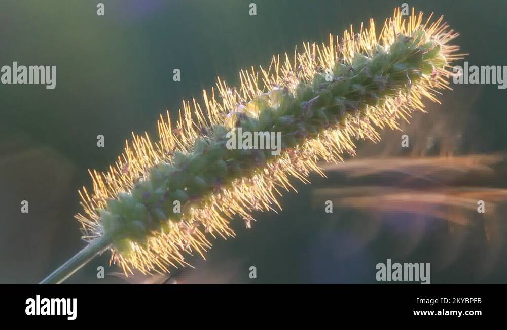 Garden light dew color color water Stock Videos & Footage - HD and 4K ...